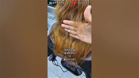 끊어진모발 복구탈색으로 결이더 좋아져요 박다리미원장 공주짱헤어샵 울산미용실 언양미용실 탄머리복구펌 복구매직 복구탈색 탄