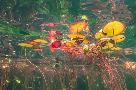 Lily Pads Underwater