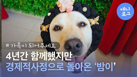 4년간 함께했지만… 경제적 사정으로 보호소로 돌아온 리트리버 ‘밤이 Youtube