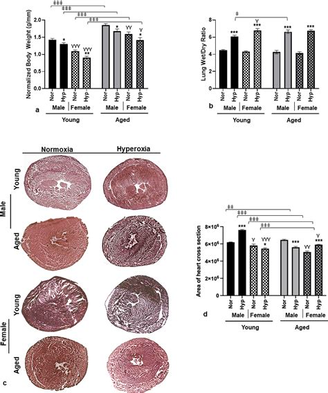 Figure 1 From Impact Of Age And Sex On Hyperoxia Induced Cardiovascular Pathophysiology