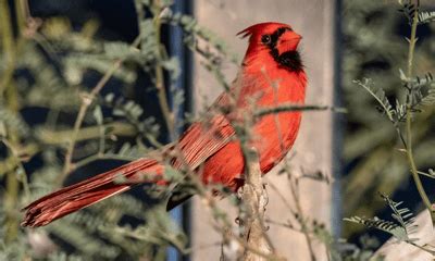 Blue And Red Birds Global Birding Initiative