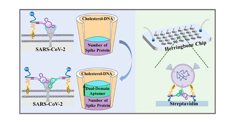 Microfluidic Enrichment Of Intact Sars Cov 2 Viral Particles By Stoichiometric Balanced Dna