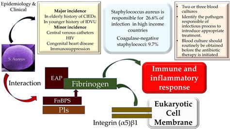 Coagulasenegative Staphylococcus Morphology Visualised