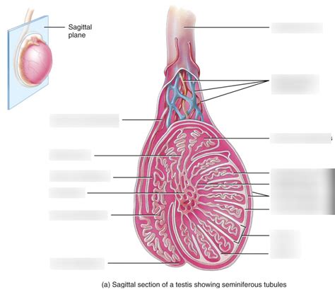 Structure Of Testis Diagram Quizlet