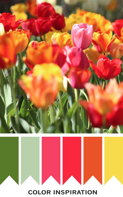 Tulip Color Palette At Holly Hernandez Blog