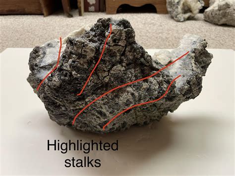Need Help Identifying Several Possible Crinoids R Fossilid