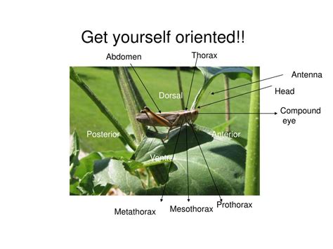 Ppt Grasshopper Dissection Powerpoint Presentation Free Download