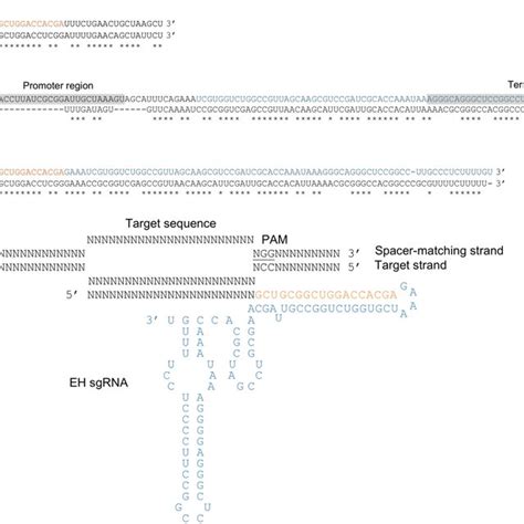 EH SgRNA Design A RNA Sequence Alignments Of The EH Repeat The Download Scientific Diagram
