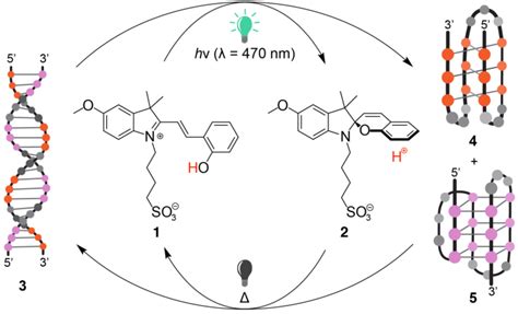 Dissipative Assembly Of Dna Structures Triggered By Light The Download Scientific Diagram