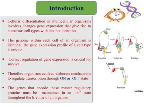 Polycomb Group Of Proteins Pptx