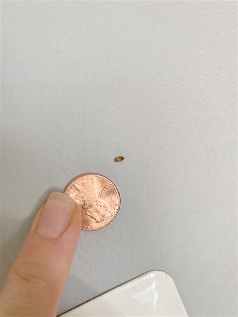 Northern Virginia Who Is This Tiny Guy R Whatsthisbug