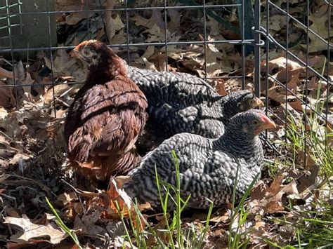 Differences In Turkey Eggs By Breed Rturkeys