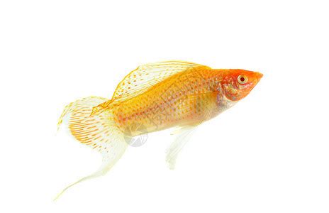 在白色背景隔绝的莫莉鱼高清图片下载 正版图片502978832 摄图网