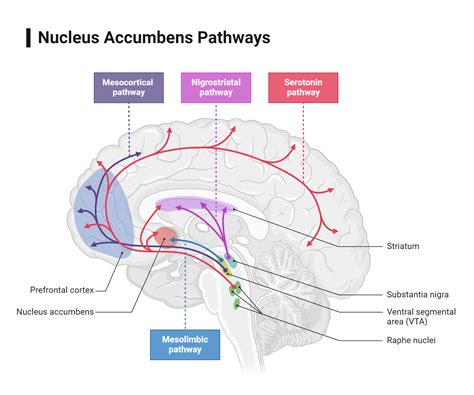 Nucleus Accumbens Pathways Biorender Science Templates