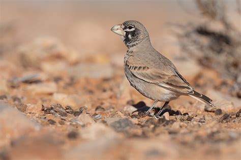 Ramphocoris Clotbey Libyan Nature Platform
