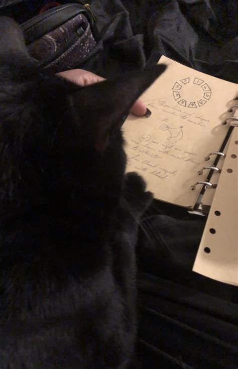 Adding Sigils To My Bos And My Void Cat Decided To Jump On My Lap And