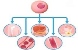 Generation Protocol Of IPSCs From Blood Sev Derived Fibroblast Creative Bioarray Creative