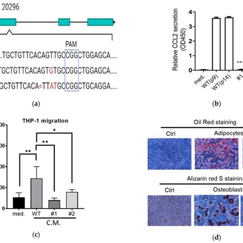 The Requirement Of Tumor Derived Ccl2 In Tumor Growth A
