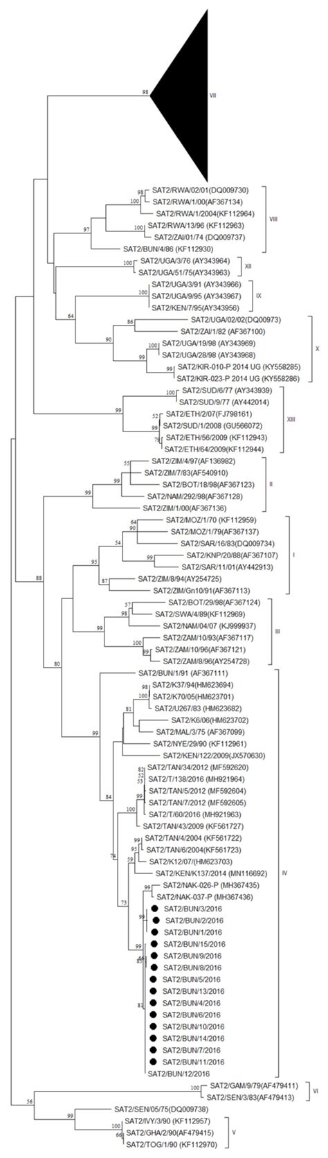 vp1 phylogenetic tree for fmdv serotype sat2 inferred using the maximum