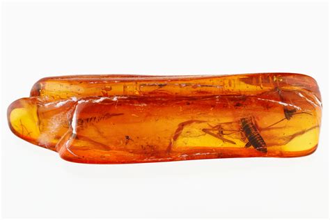 Fossil Spiders Araneae And Leafhopper Cicadellidae In Baltic Amber 278738 For Sale