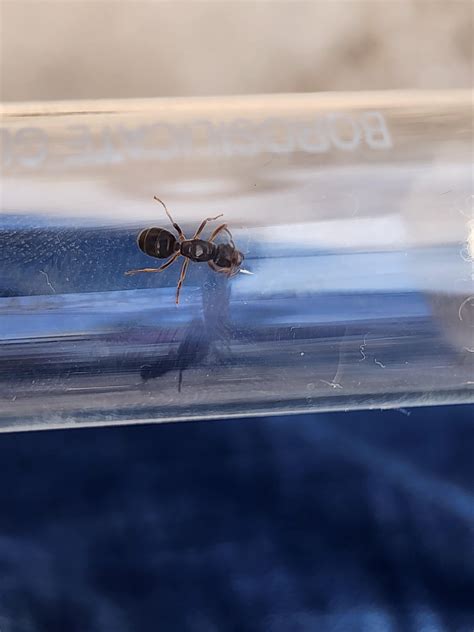 Queen Ant Identity Rantkeeping