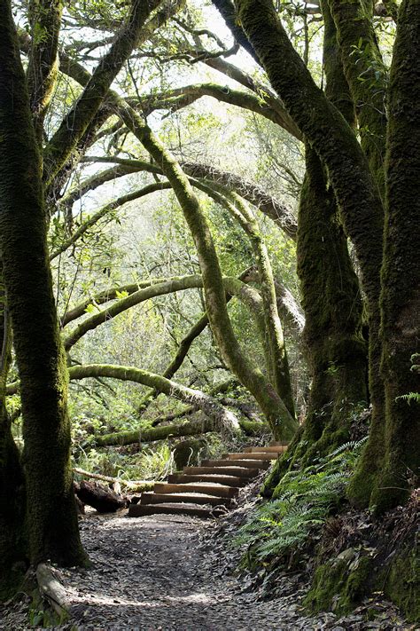 Hiking Trail Near Stinson Beach California 2017
