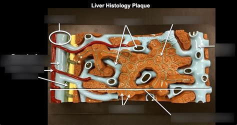 Liver Histology Model Diagram Quizlet