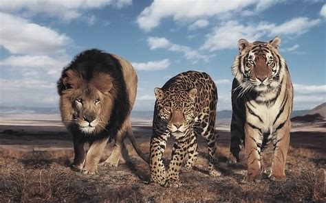All Big Cats Species What Is The Biggest Cat In The World Top 9