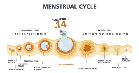 How The Ovulation Cycle Works Artofit