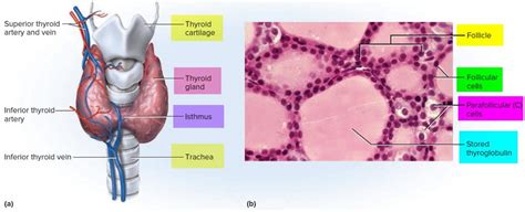 Thyroglobulin What Causes High Thyroglobulin And Thyroglobulin Antibody