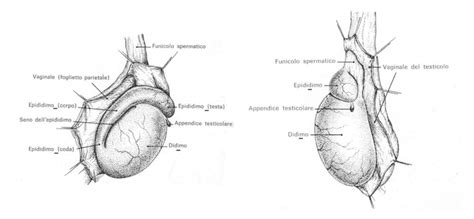 Testicoli