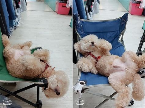 不是叫你顧店？ 偷懶店員愛睏「睡到倒頭栽」媽無言：不請你了 Ettoday寵物雲 Ettoday新聞雲