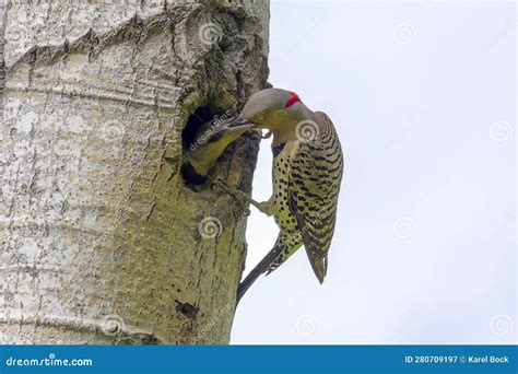Northern Flicker Feeding Its Young Stock Image Image Of America