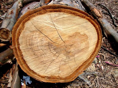 Investing In Tropical Trees Carbon Credits And Tree Planting