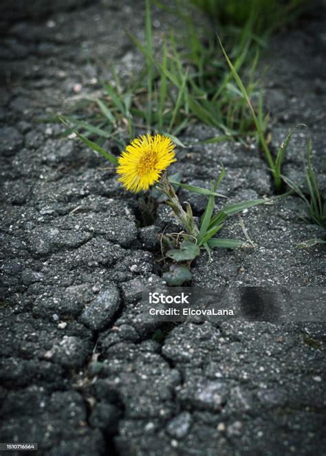 아스팔트를 통해 자라는 노란색 깨지기 쉬운 꽃 지구의 날 환경 보호의 개념 삶 자연의 힘 모든 장애물을 극복하고 목표를 달성하기 위한 투쟁의 상징 0명에 대한 스톡 사진 및