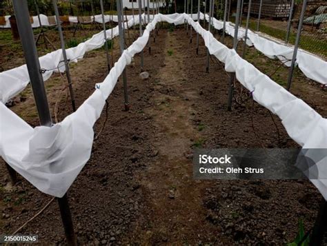 봄에 포도나무를 흰색 농업용 필름으로 덮어 서늘한 시기에 단열을 하는 포도밭 식용 포도 재배 와이어가 늘어나는 포도를지지하기위한 금속 지지대 녹색에 대한 스톡 사진 및 기타