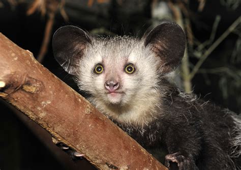 Aye Aye Duke Lemur Center