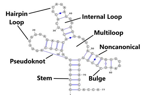 Rna Structure Model