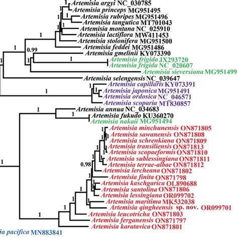 Phylogenetic Tree Inferred With Bayesian Inference Bi Analyses Using