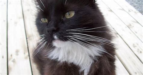 This Is My Cake Day This Is How Im Supposed To Do Heres My Majestic