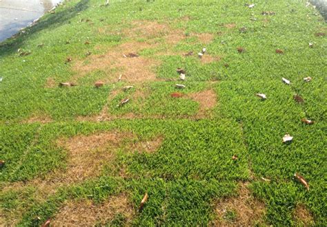 What Does Weed And Feed Mean Orange County Landscape Services