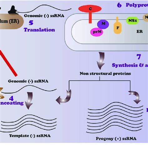 Dengue Virus Replication Cycle Download Scientific Diagram