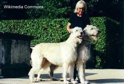 Irish Wolfhound Temperament Sweet Tempered Gentle Giants