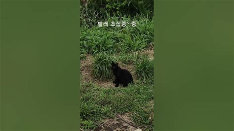 어머 벌써 하늘을 날아 점프하는 새끼 길고양이 길고양이 새끼 고양이 Youtube