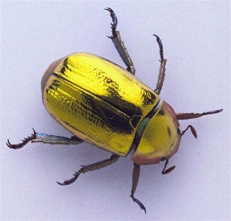 Pin on Entomology