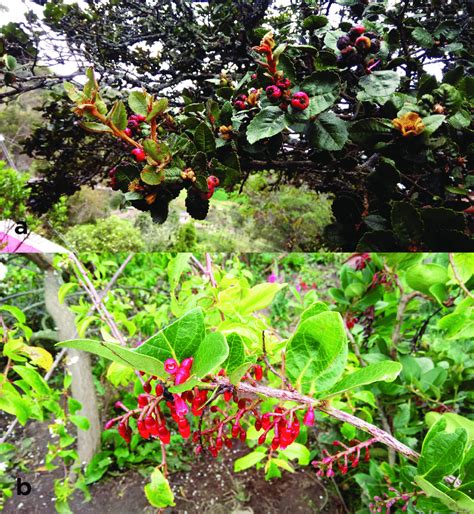 A Mortiño Hesperomeles Goudotiana Decne Killip Y B Uva Camarona