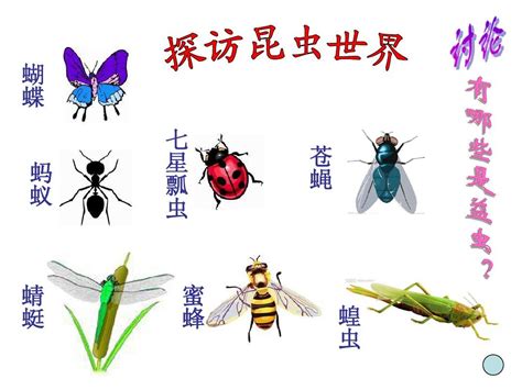 昆虫保护宣传画 word文档在线阅读与下载 无忧文档
