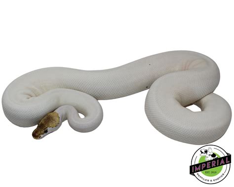 Spied Ball Python Adult For Sale Imperial Reptiles Imperial Reptiles And Exotics