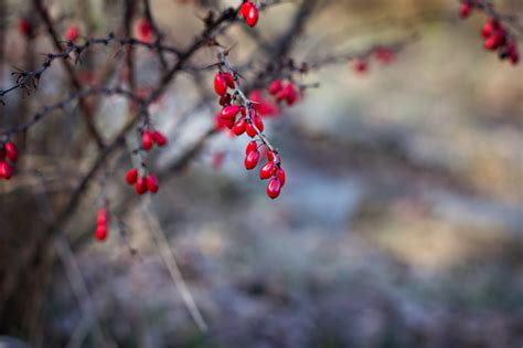 매 발톱 나무의의 열매 매 발톱 나무는 분 지에 매 발톱 나무 가지에 서 리에 0명에 대한 스톡 사진 및 기타 이미지 0명 12월 가시 Istock