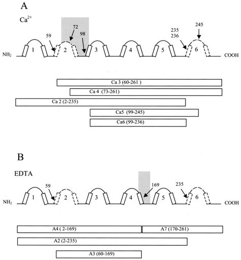 Limited Proteolysis Of Calbindin D 28k Schematic Of Calbindin D 28k